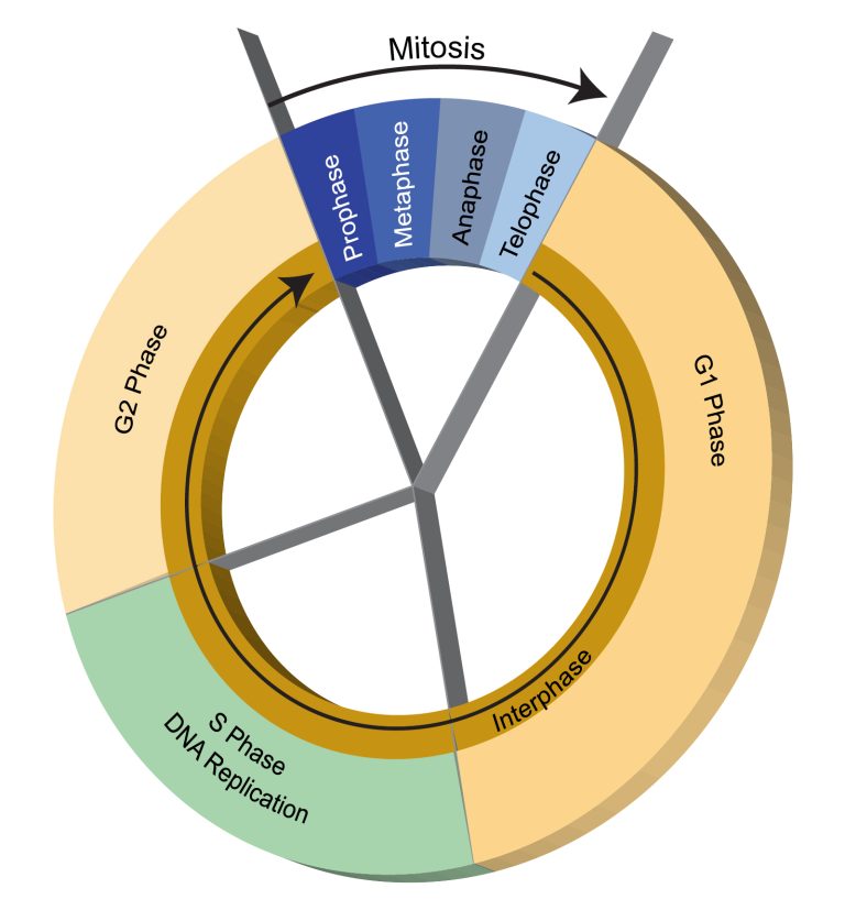 How do cells in our body divide? - AnthroMania