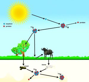 Carbon-14 dating method - AnthroMania