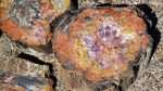 Fossils- lived for thousands of years - AnthroMania